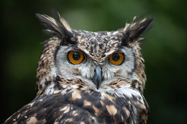 Owl Hearing: How Lopsided Ears Make Them Super Hunters | CoolFly