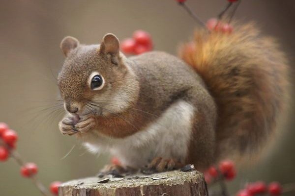 How to Keep Squirrels Away From Bird Feeders (Without Harming Wildlife ...